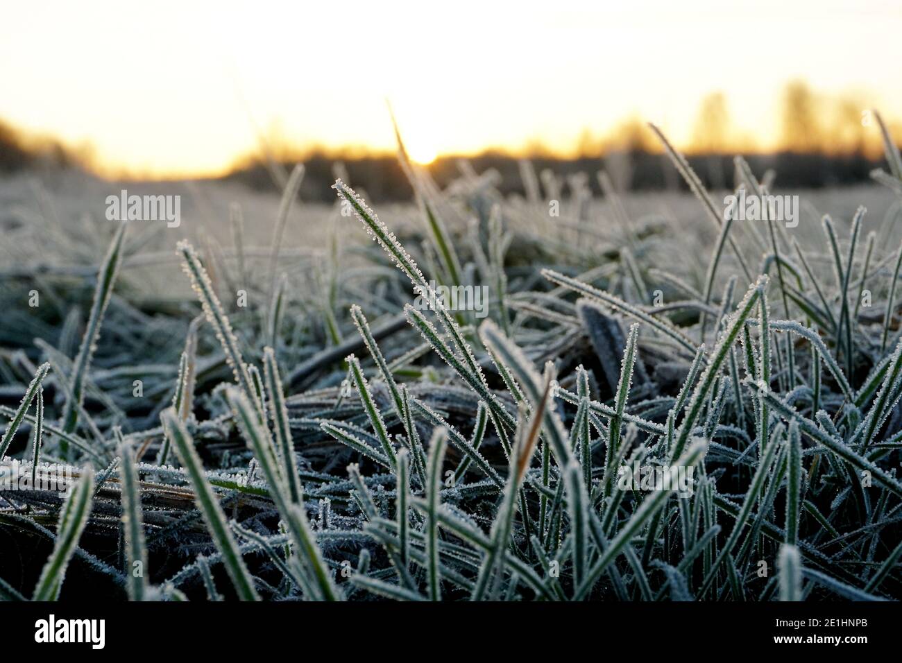 Frost on the grass. Ice crystals on meadow grass close up. Nature ...
