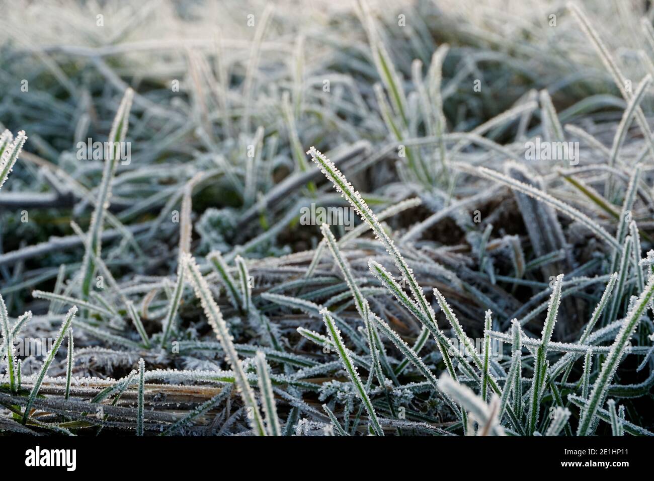 Frost on the grass. Ice crystals on meadow grass close up. Nature ...