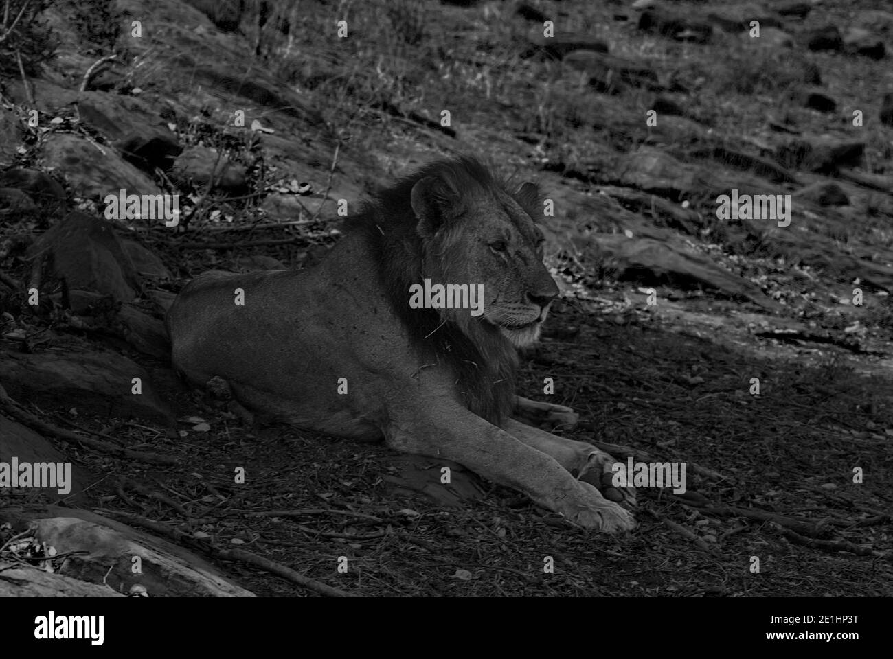 Portrait of a lion, black and white Stock Photo - Alamy