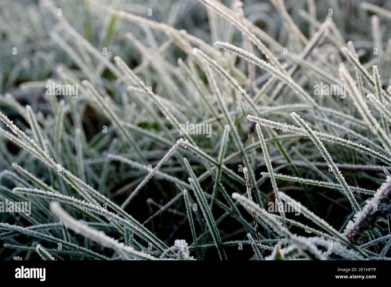Frost on the grass. Ice crystals on meadow grass close up. Nature ...
