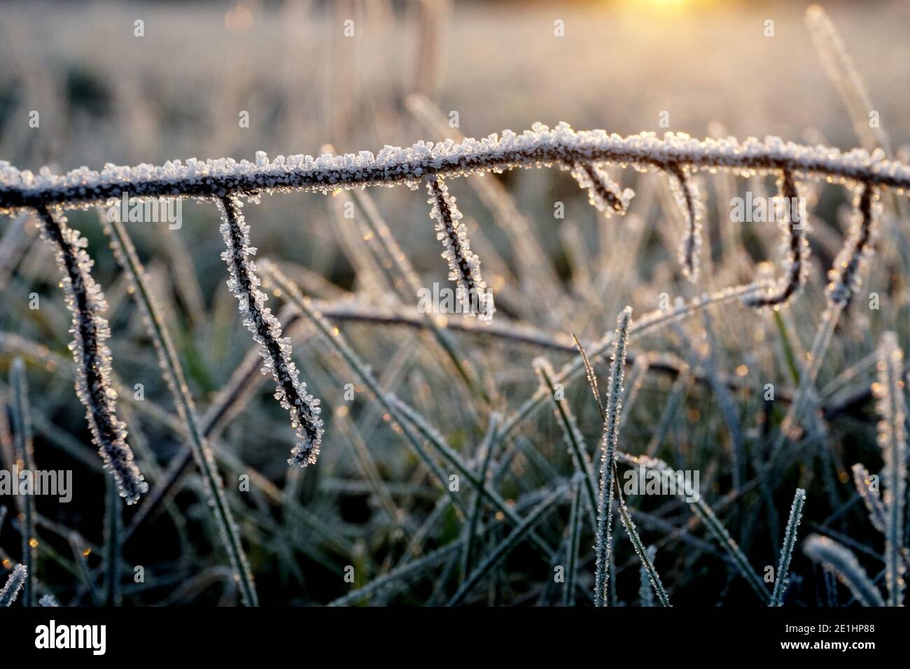 Frost on the grass. Ice crystals on meadow grass close up. Nature ...