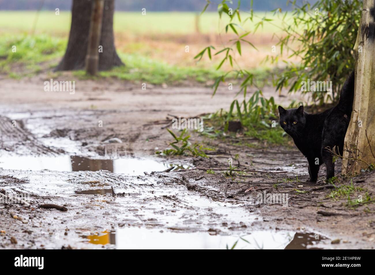 Cat Mud Puddle Katerina The Cat – A Farms For City Children Book