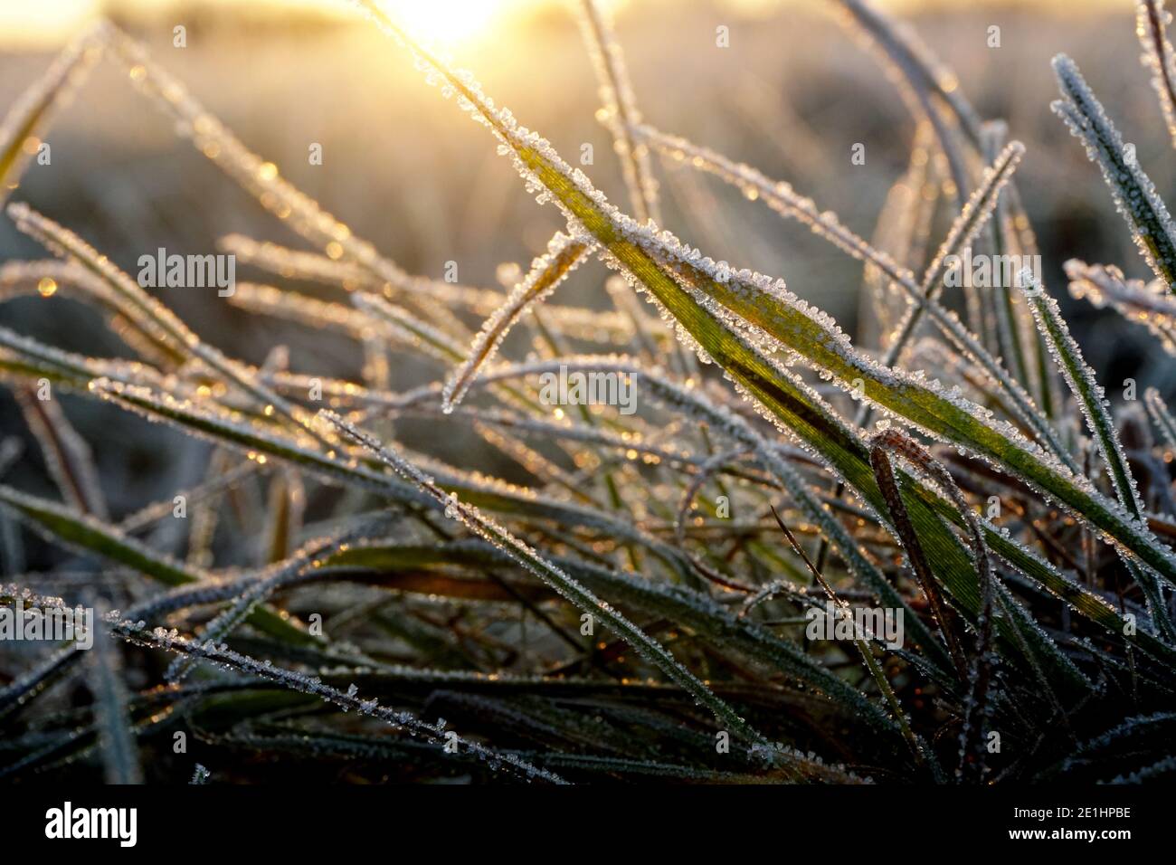 Frost on the grass. Ice crystals on meadow grass close up. Nature ...
