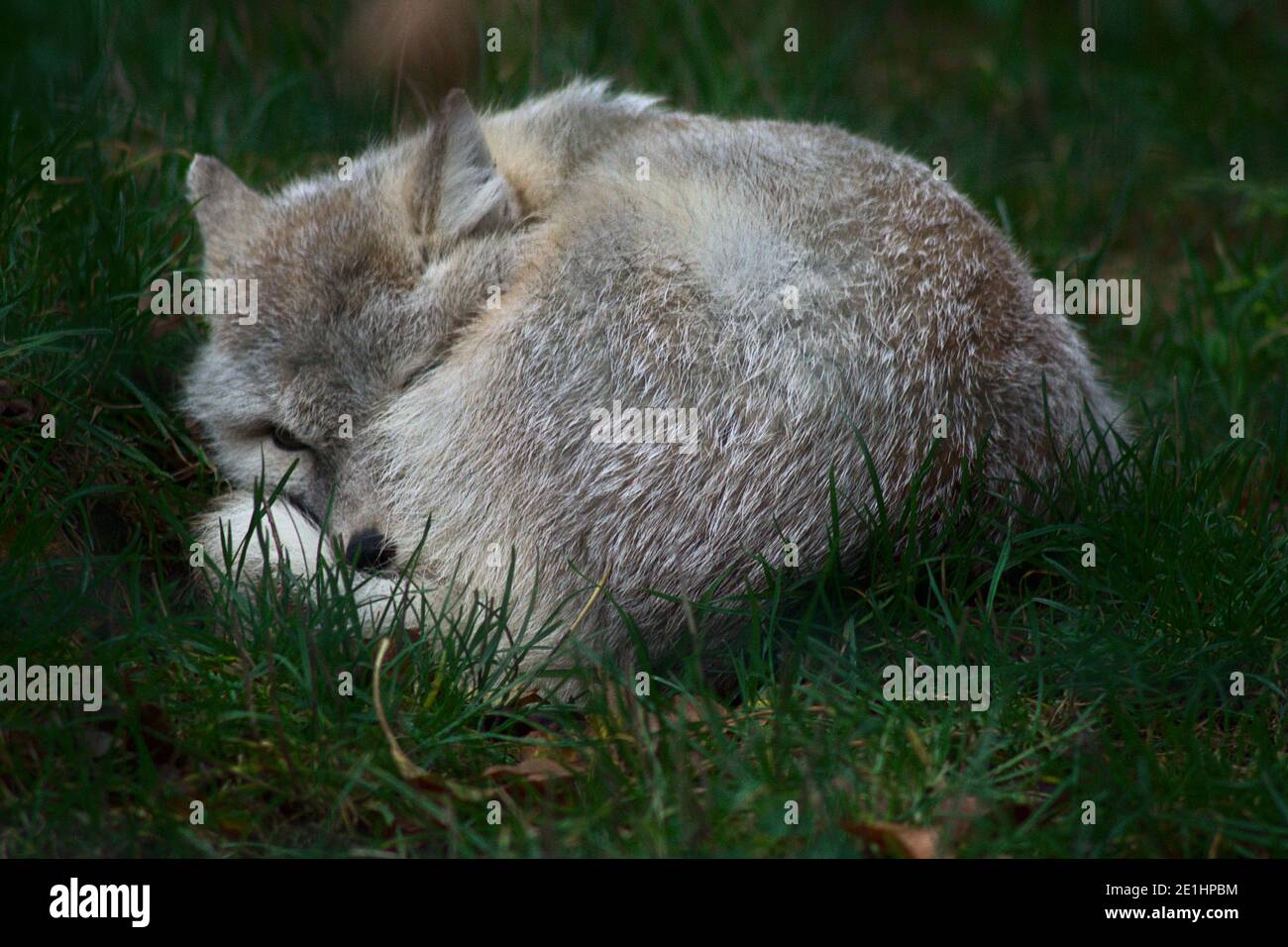 white fox sleeping on grass Stock Photo - Alamy
