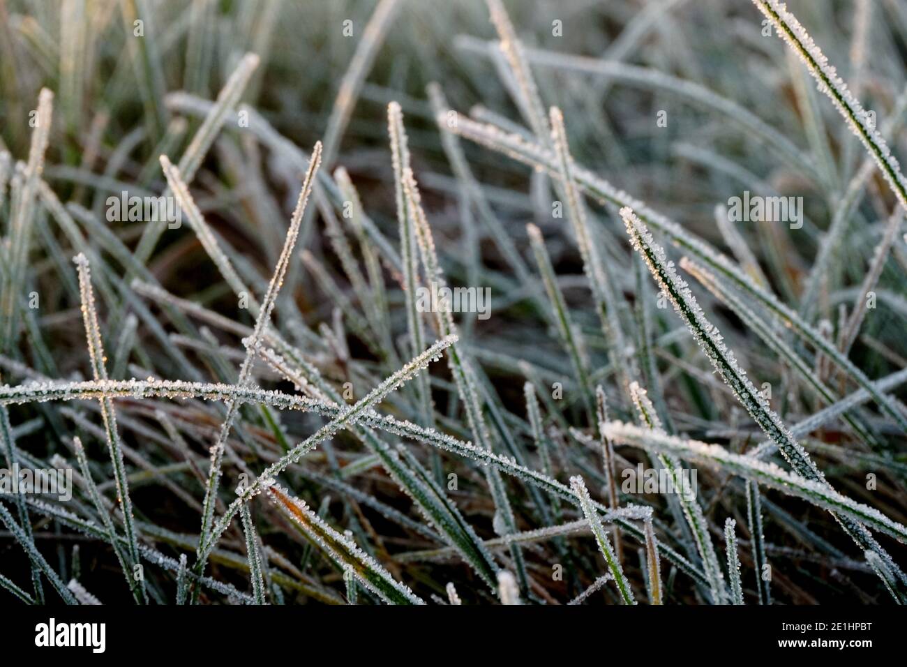 Frost on the grass. Ice crystals on meadow grass close up. Nature ...
