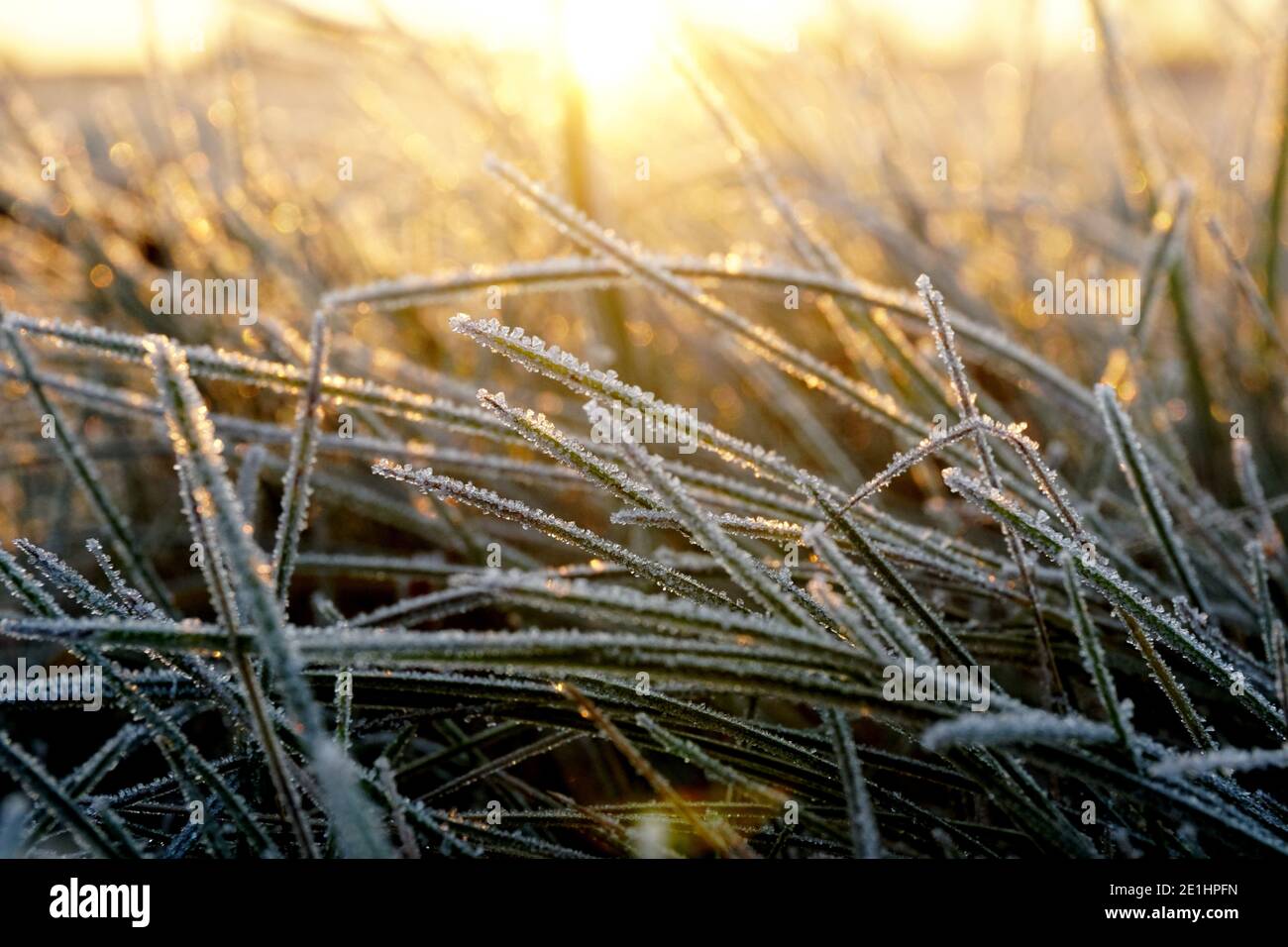 Frost on the grass. Ice crystals on meadow grass close up. Nature ...