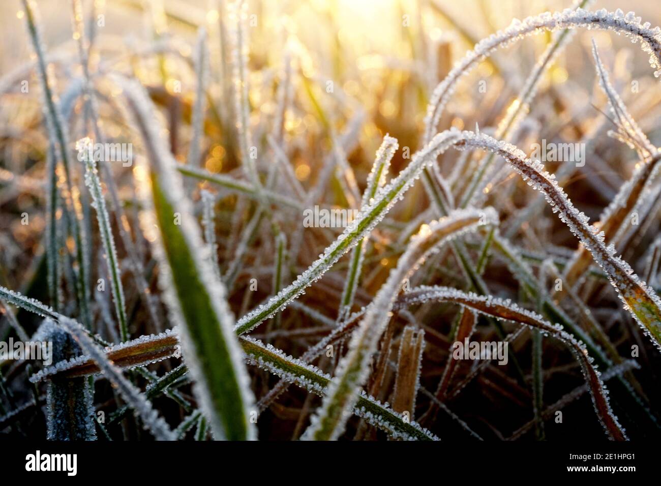 Frost on the grass. Ice crystals on meadow grass close up. Nature ...