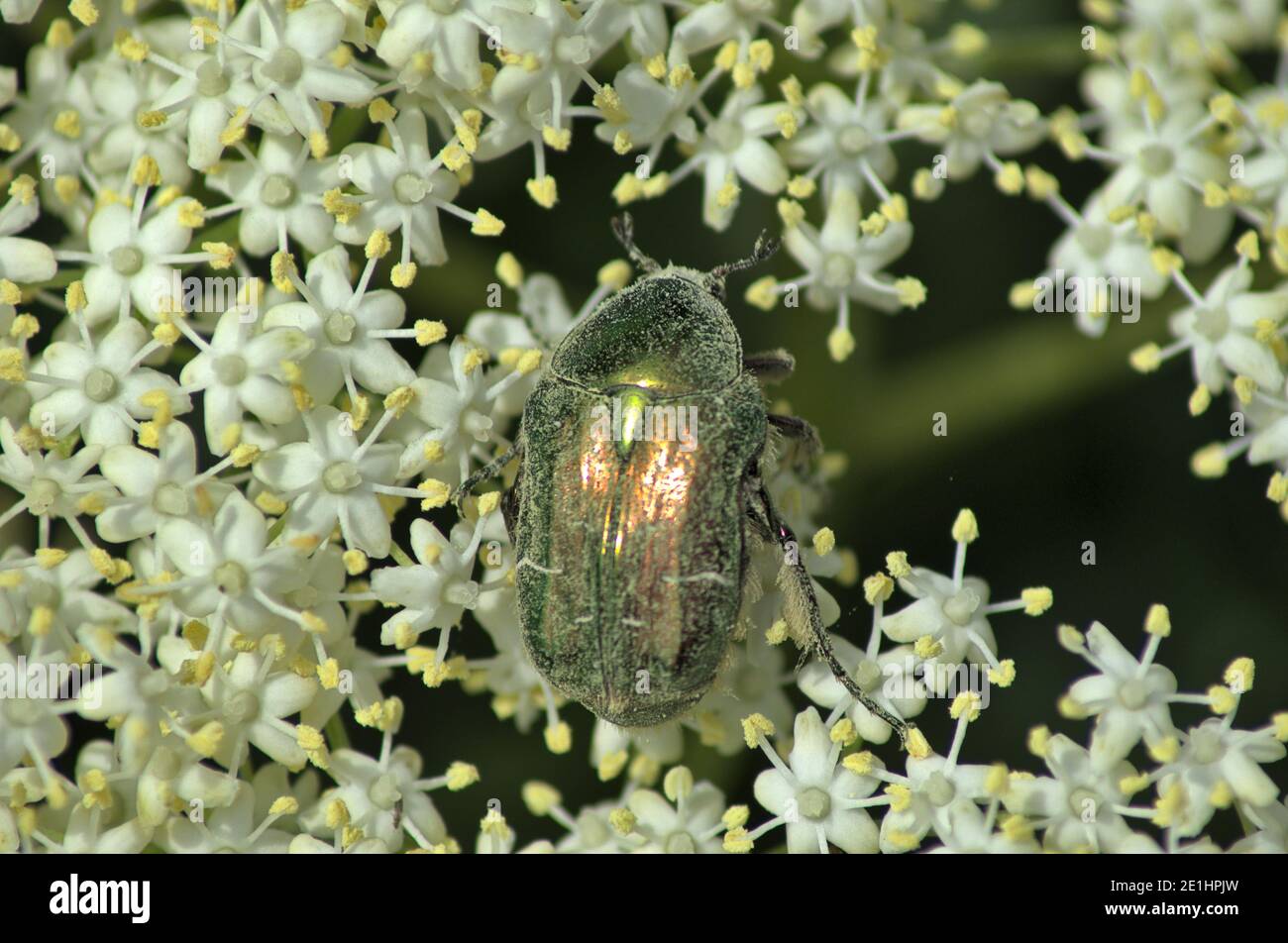 Cetonia aurata scarab beetle hi-res stock photography and images - Alamy