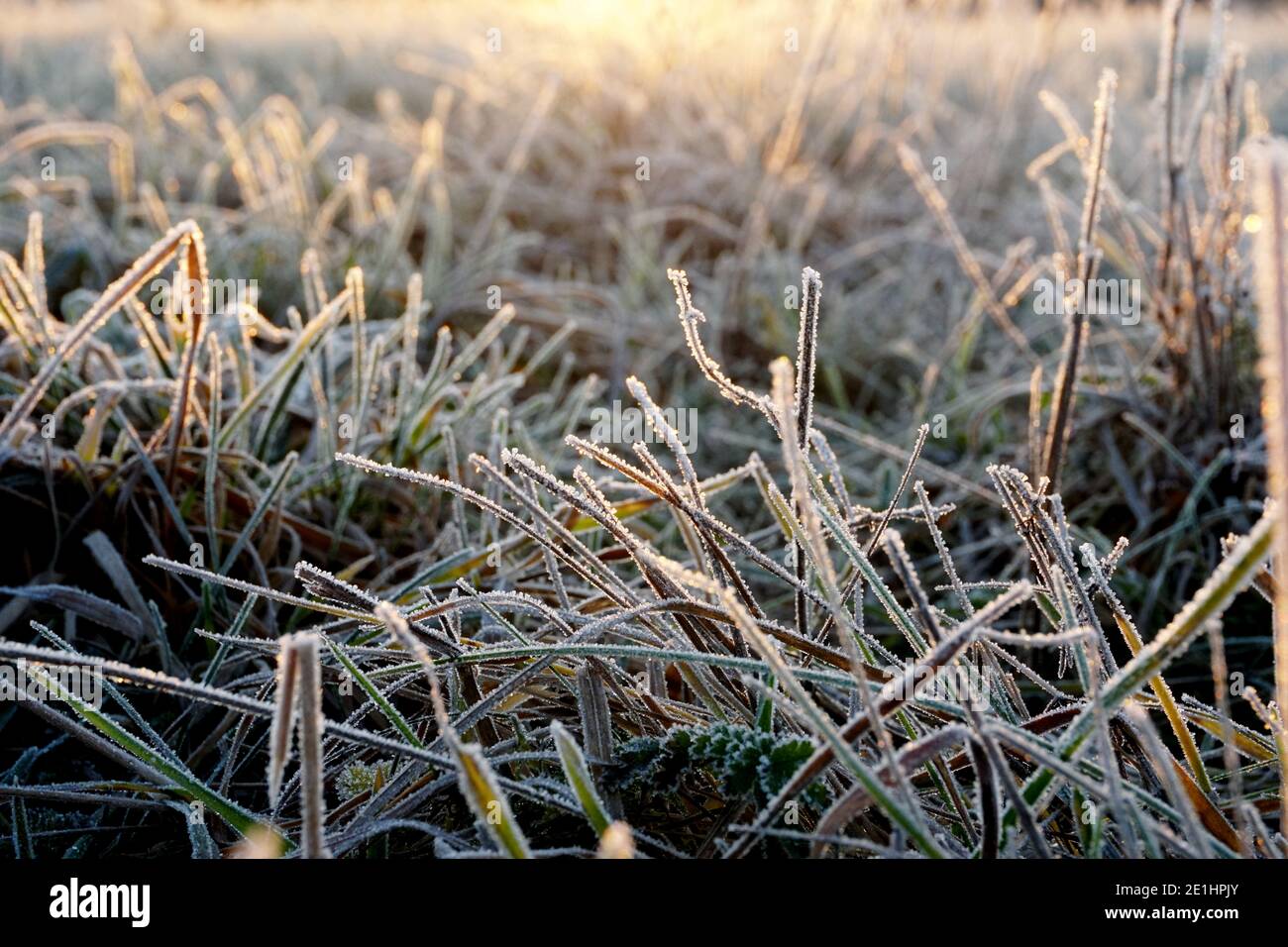 Frost on the grass. Ice crystals on meadow grass close up. Nature ...