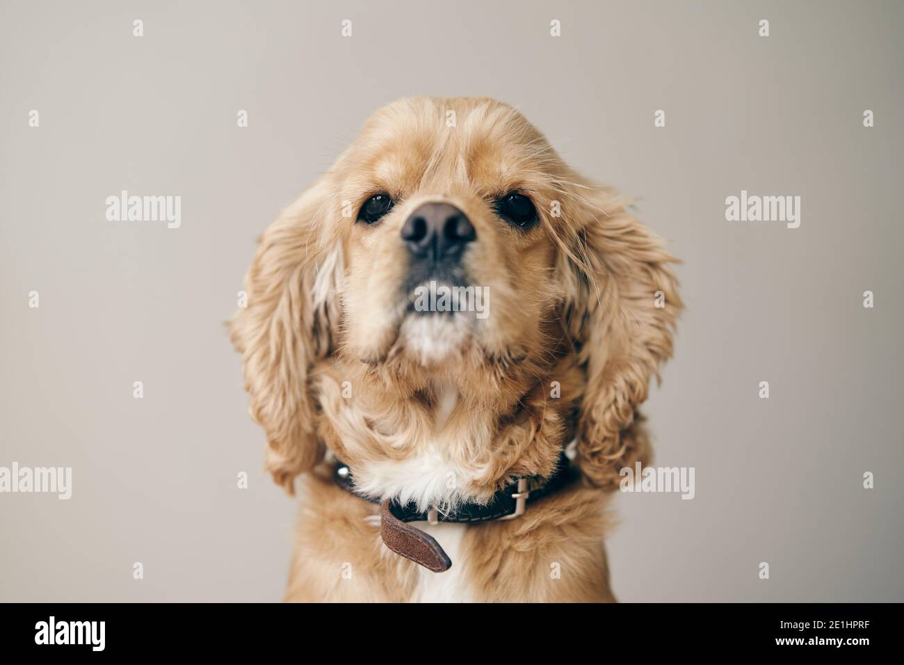 Fawn adult American Cocker Spaniel. Close up Stock Photo - Alamy