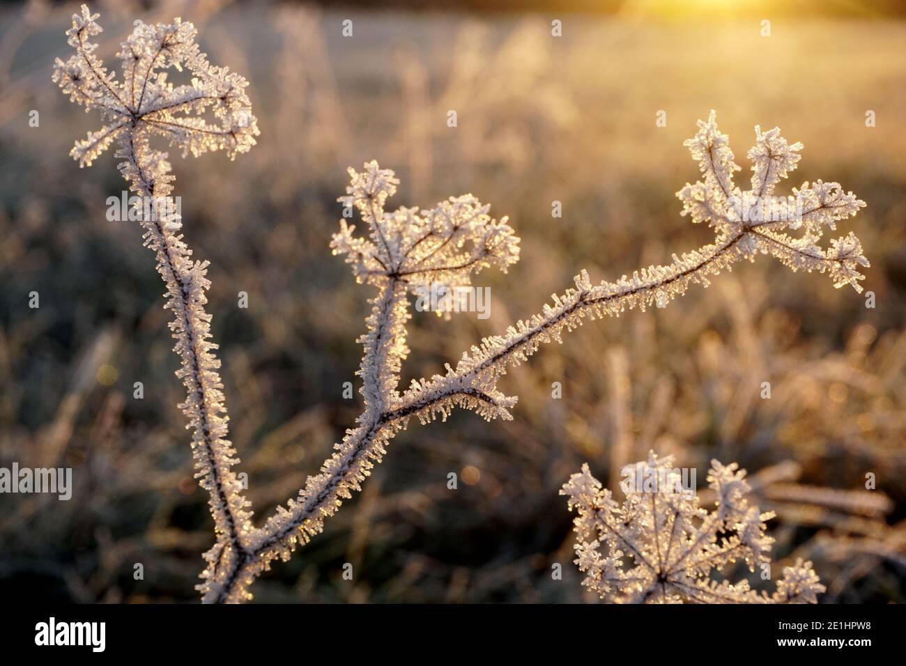 Frost on the grass. Ice crystals on meadow grass close up. Nature ...
