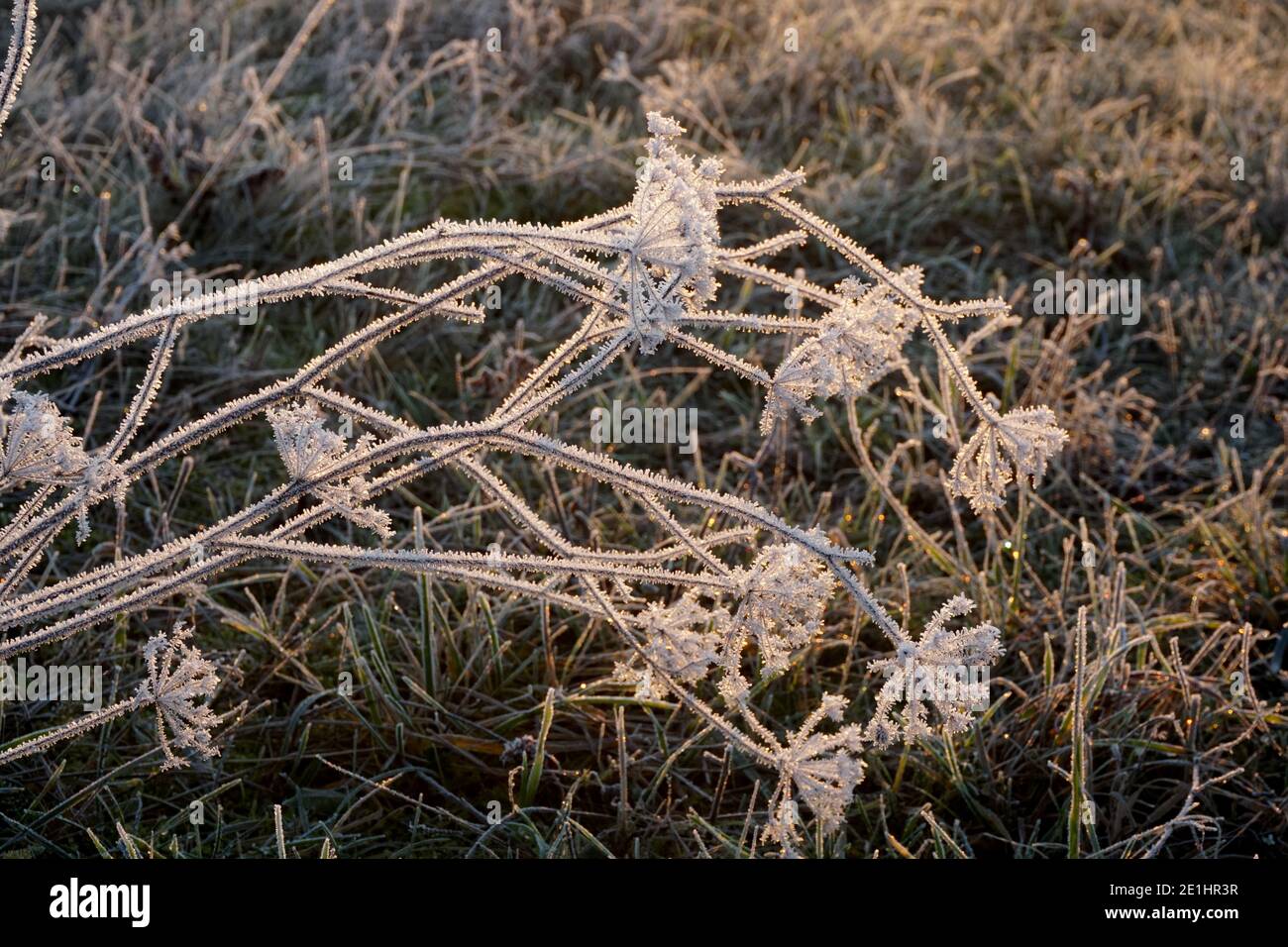 Frost on the grass. Ice crystals on meadow grass close up. Nature ...