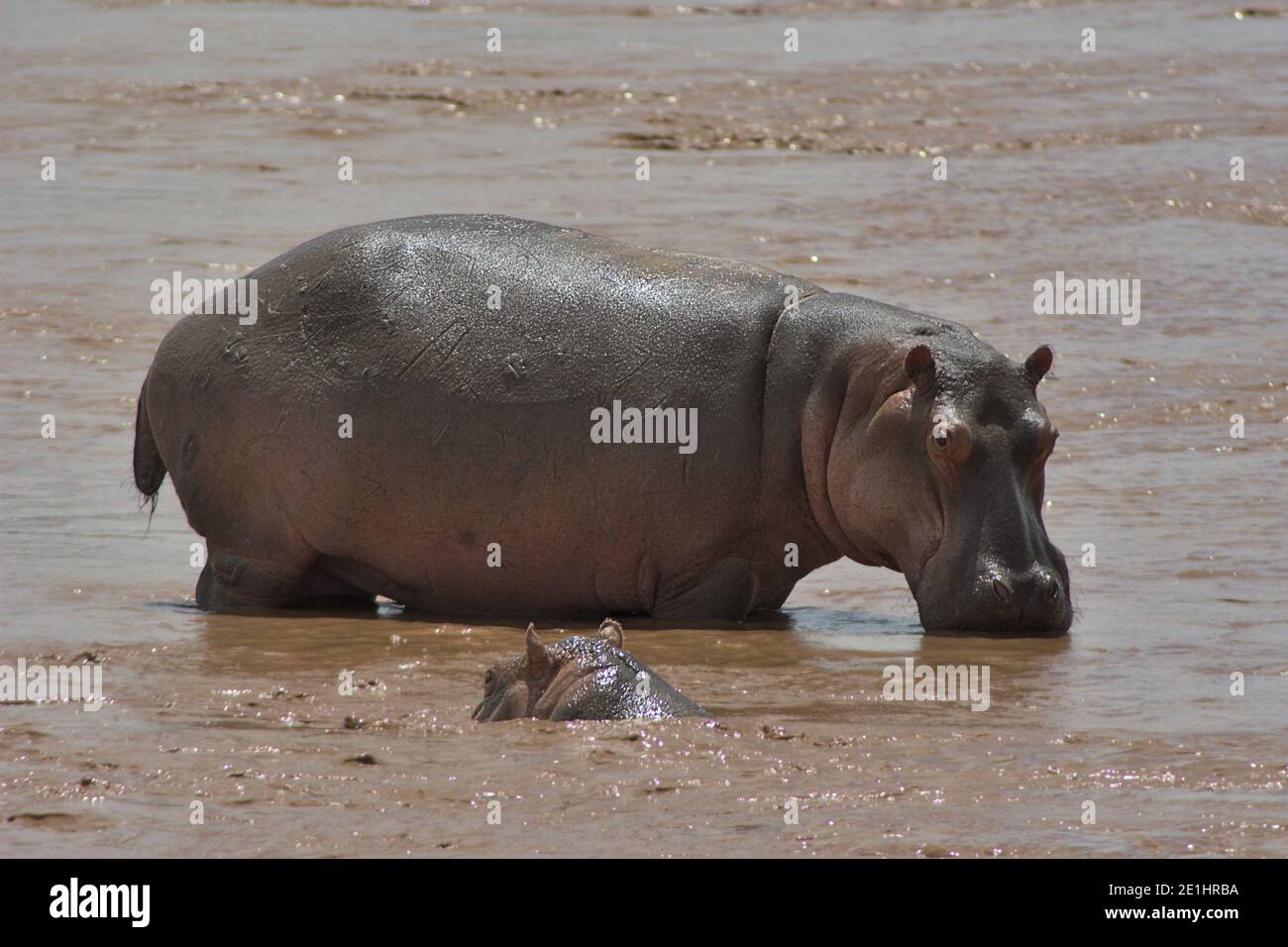 Mother hippo and calf in the river Stock Photo - Alamy