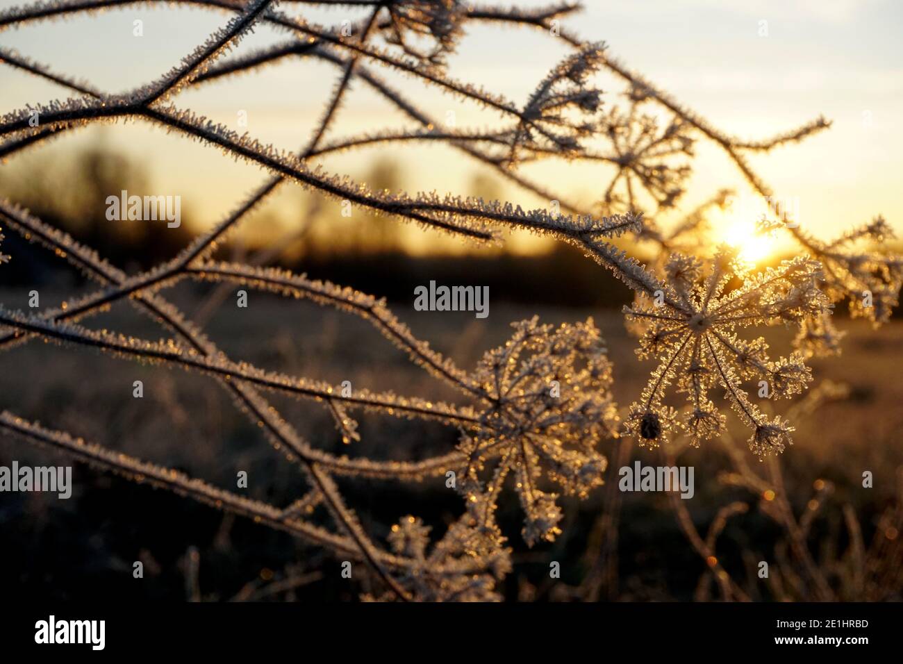 Frost on the grass. Ice crystals on meadow grass close up. Nature ...