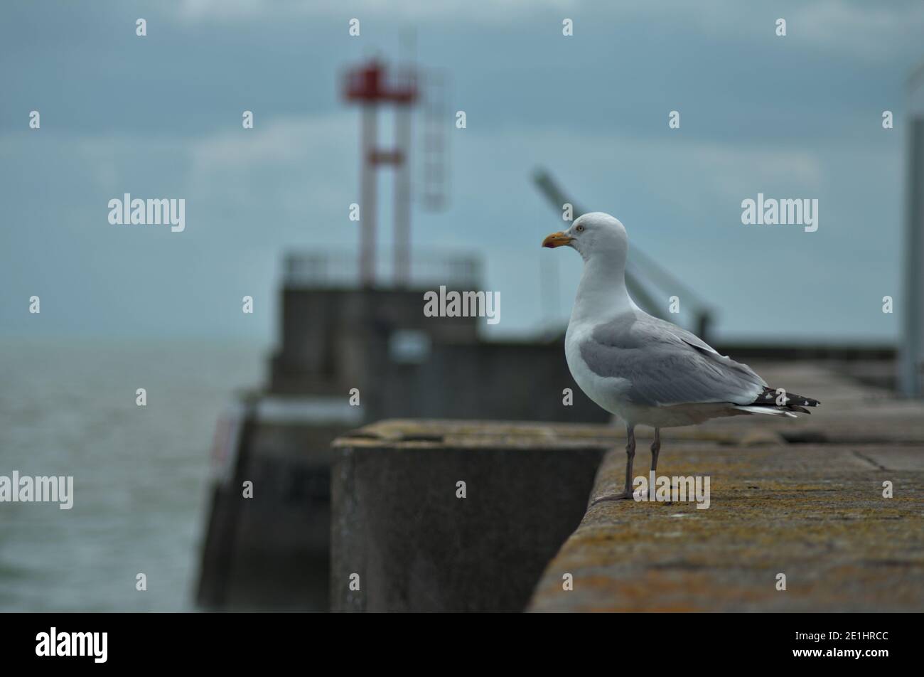 Seagull, side view, on the dock Stock Photo - Alamy
