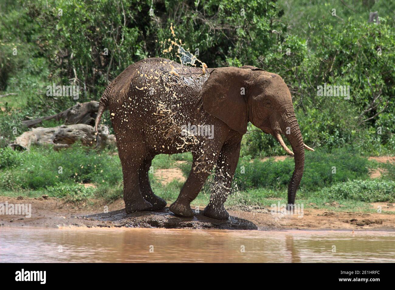 Young elephant playing with water Stock Photo - Alamy