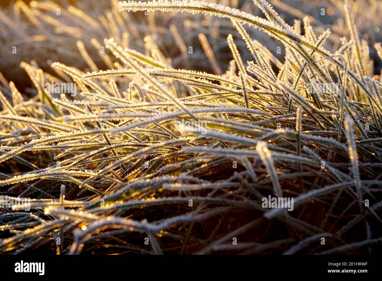 Frost on the grass. Ice crystals on meadow grass close up. Nature ...