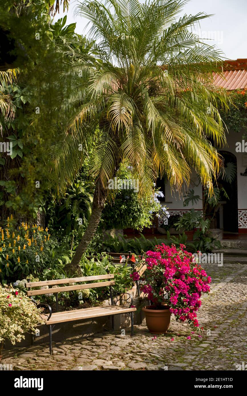 Courtyard with palm tree hi-res stock photography and images - Alamy