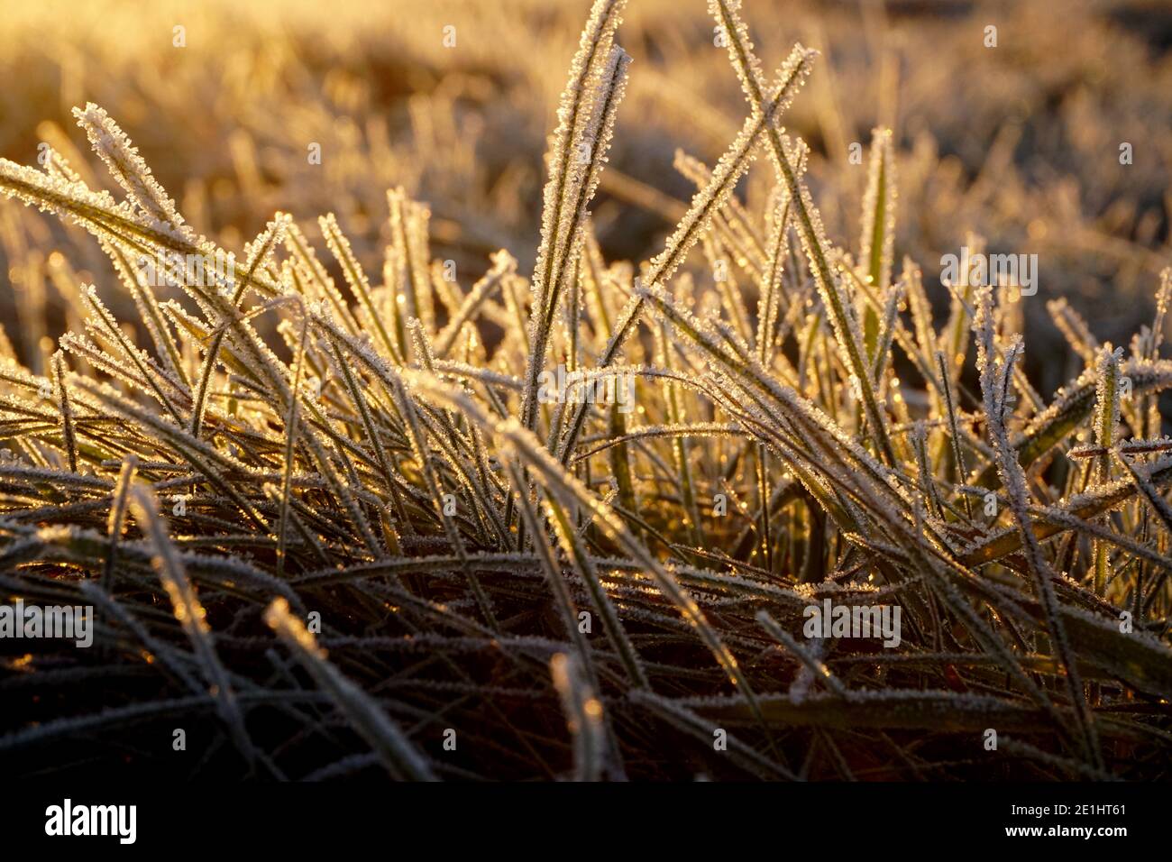Frost on the grass. Ice crystals on meadow grass close up. Nature ...