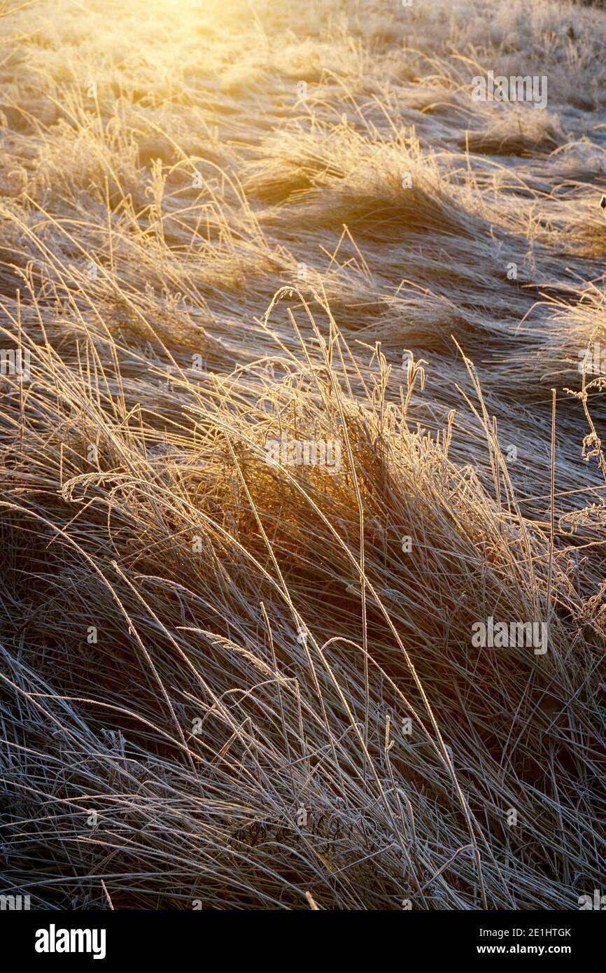 Frost on the grass. Ice crystals on meadow grass close up. Nature ...