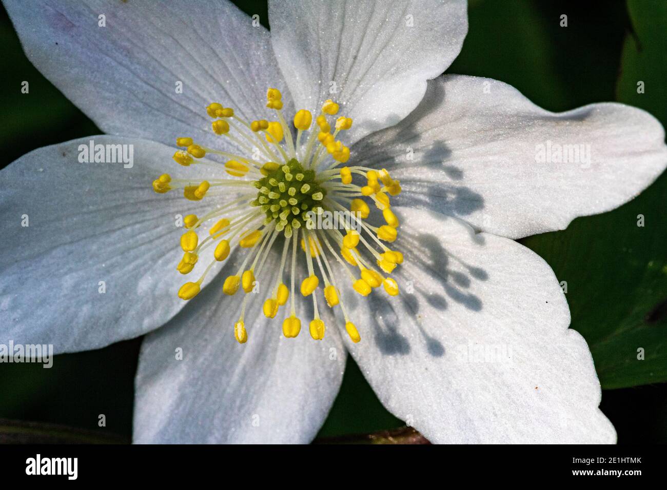 Reproductive structure of flower hi-res stock photography and images ...