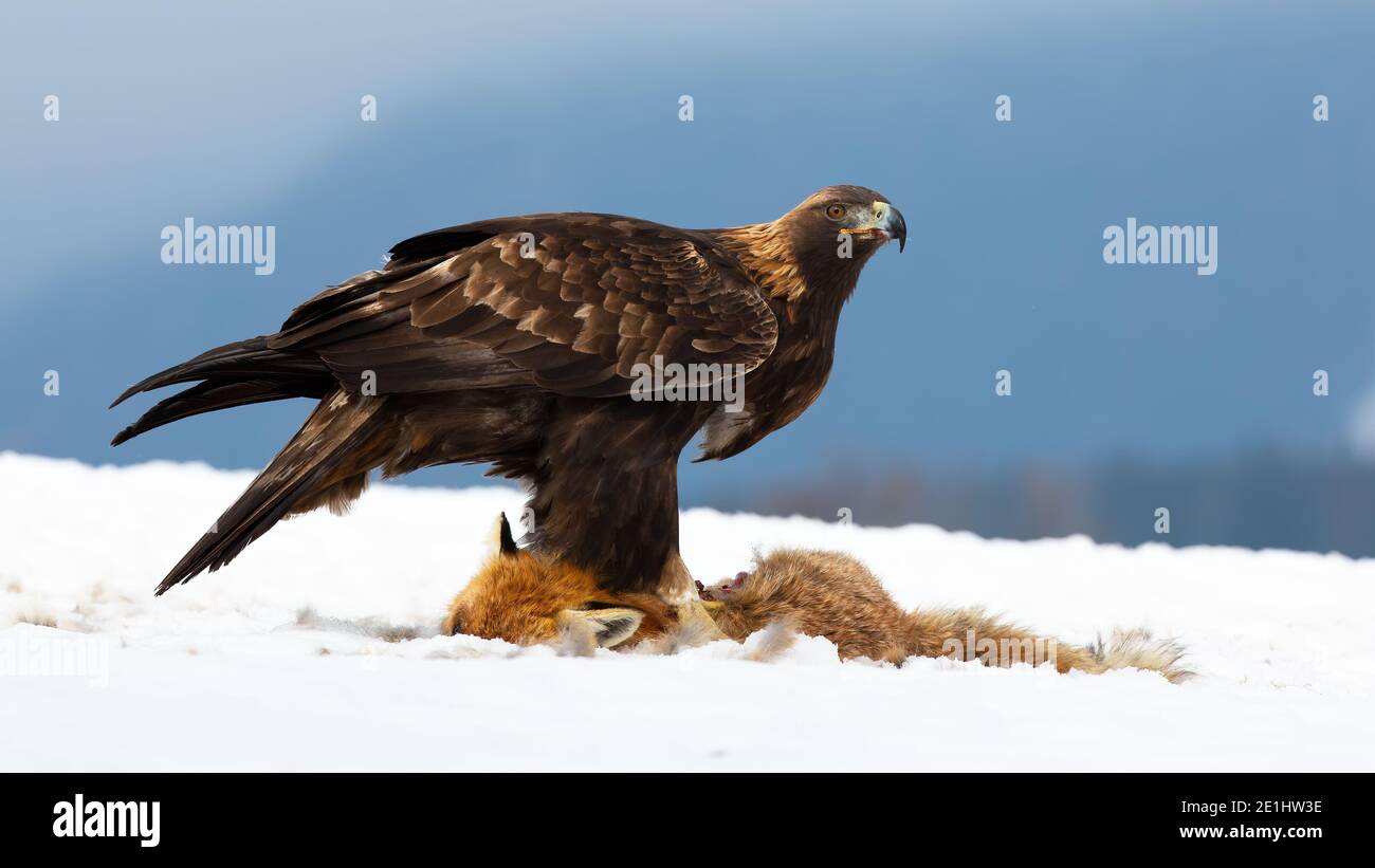 Golden eagle on snow hi-res stock photography and images - Alamy