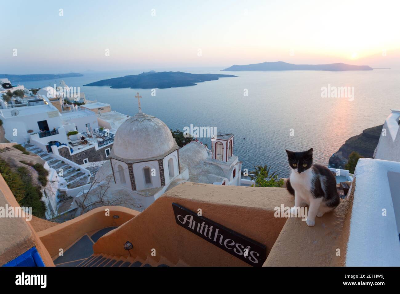 Cat, church & Fira town at sunset, Fira, Santorini, Cyclades Islands ...