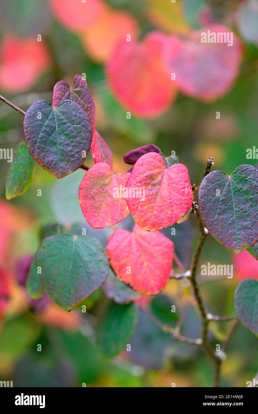 Disanthus cercidifolius leaves hi-res stock photography and images - Alamy