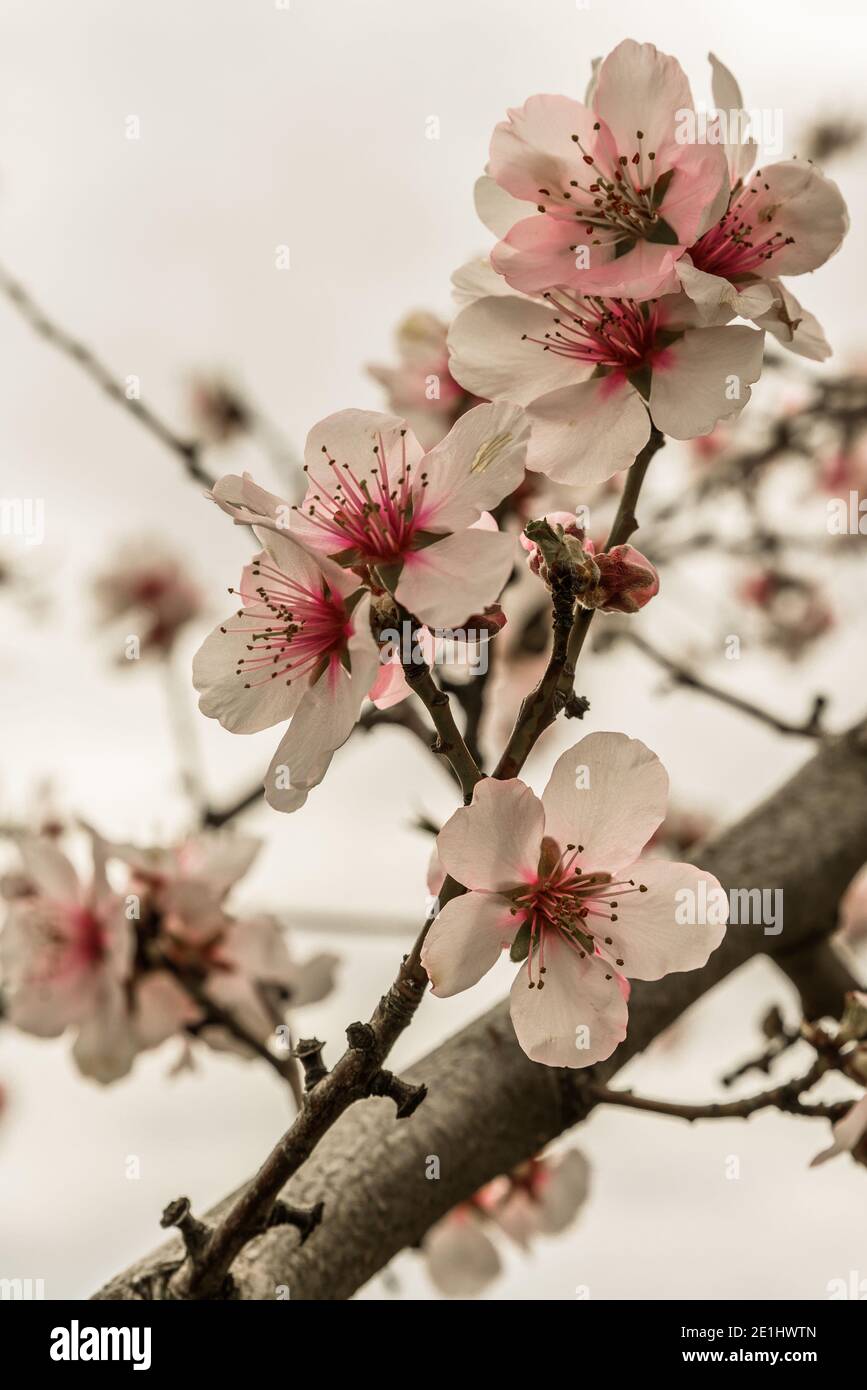 Almond tree branch hi-res stock photography and images - Alamy
