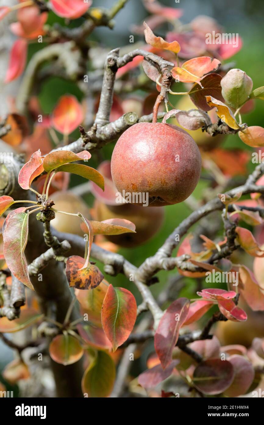 Pear tree trees hi-res stock photography and images - Alamy