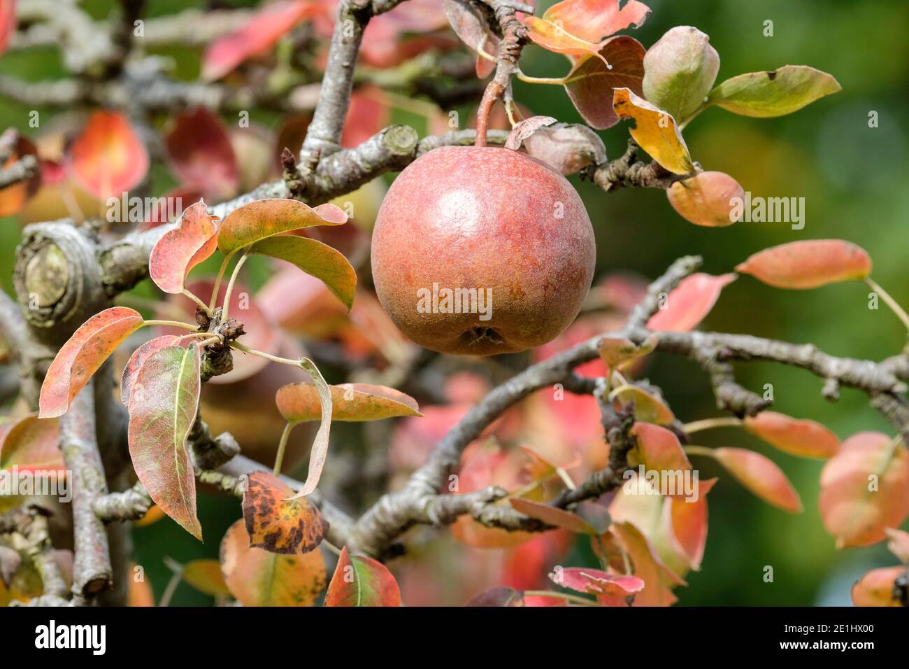 Ripe pear 'Black Worcester' growing on a tree. Pyrus communis. 'Black ...