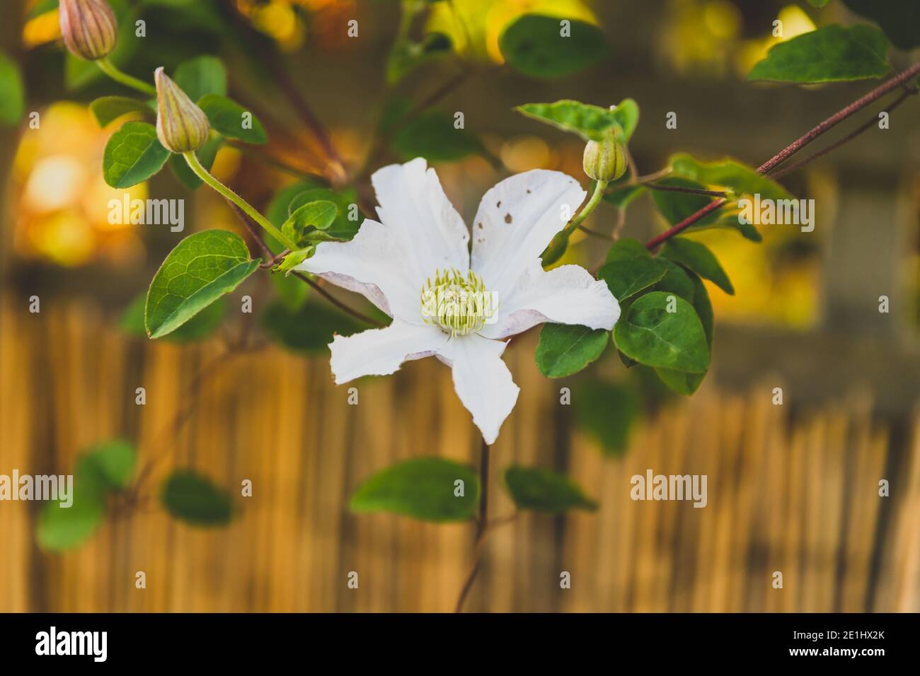 close-up of climber plant with white flower outdoor in sunny backyard ...