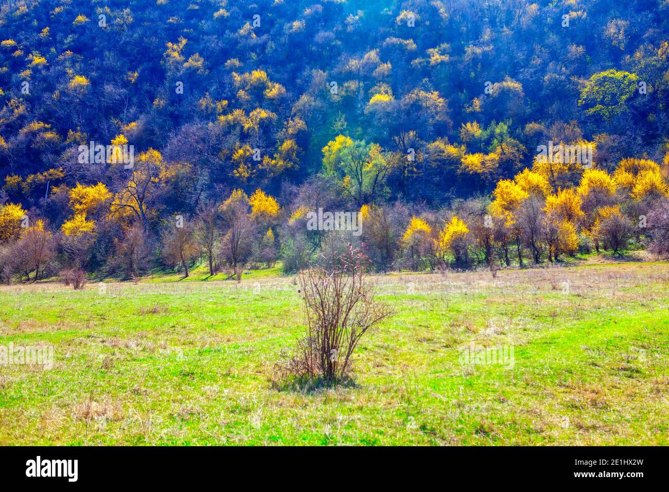 Bush in front of autumn nature . Vibrant natural scenery Stock Photo ...
