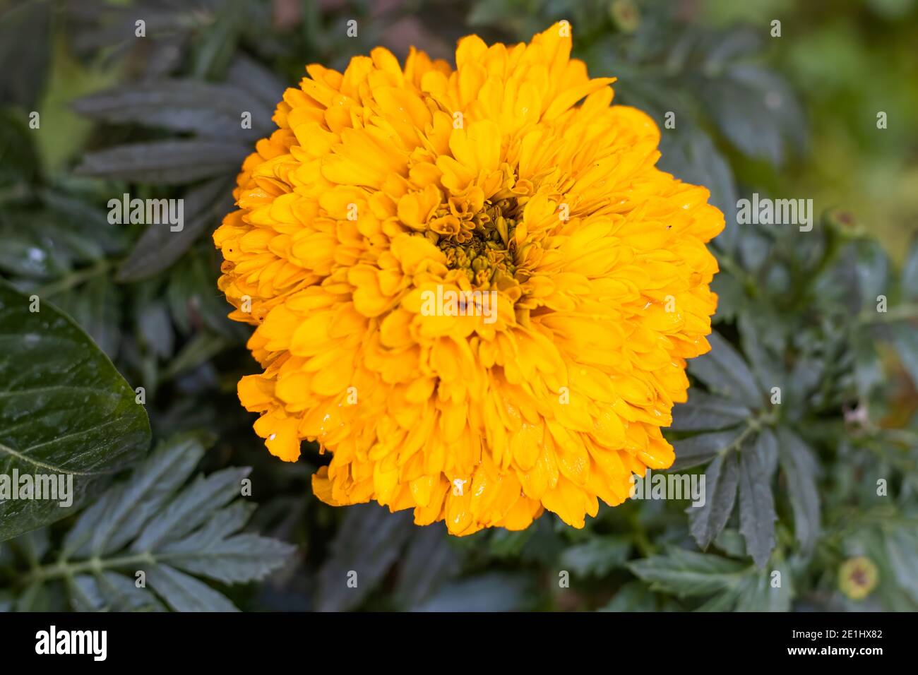Marigold flower close hi-res stock photography and images - Alamy