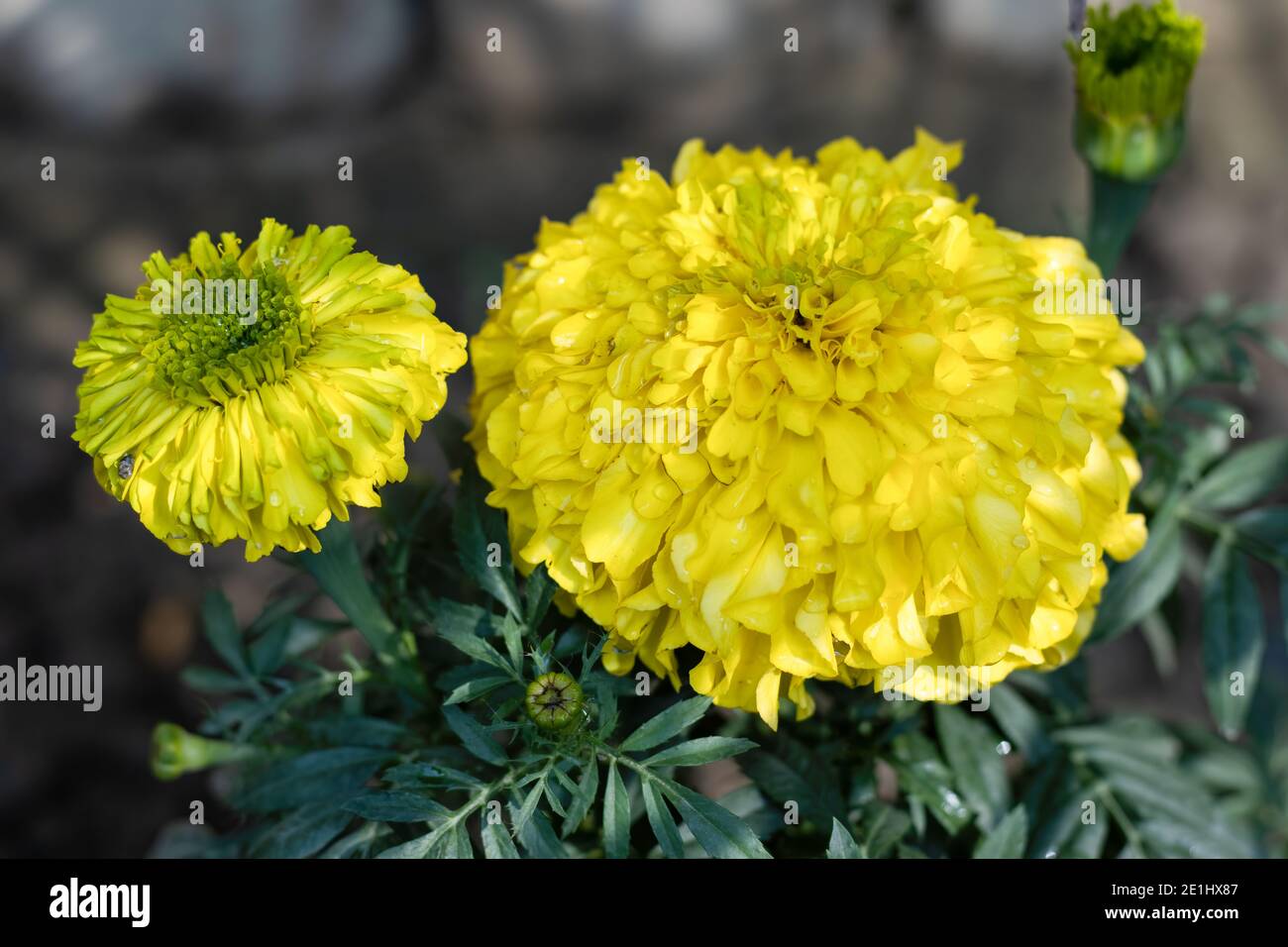 Yellow marigold flowers with green leaves and buds Stock Photo - Alamy