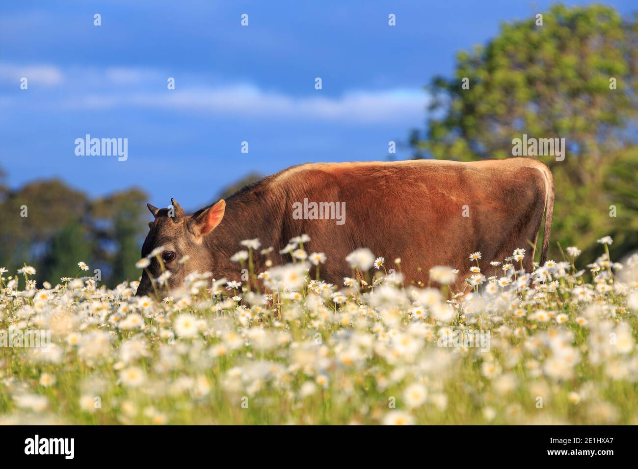 Brown bull hi-res stock photography and images - Alamy