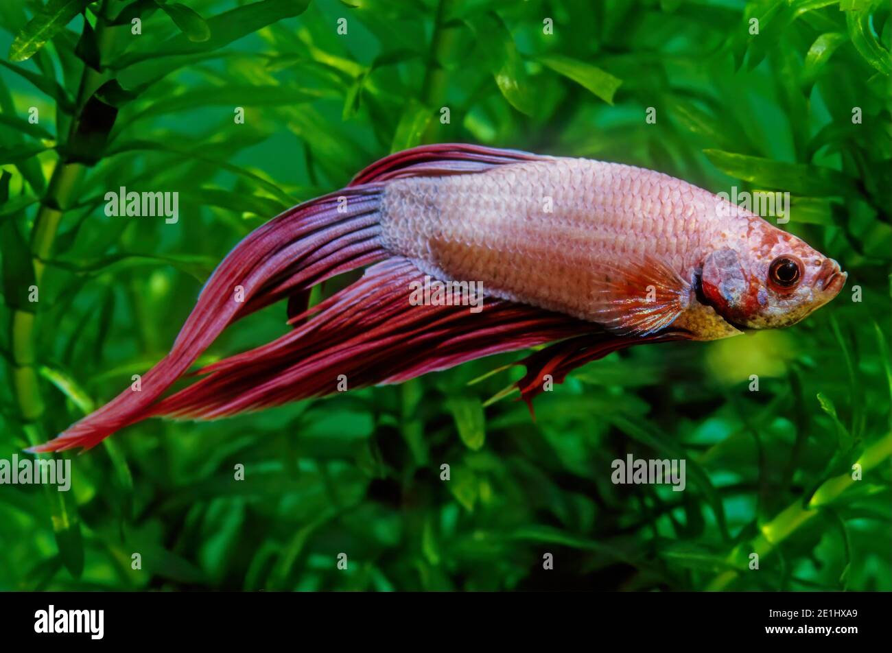 The Siamese fighting fish (Betta splendens), also known as the betta ...