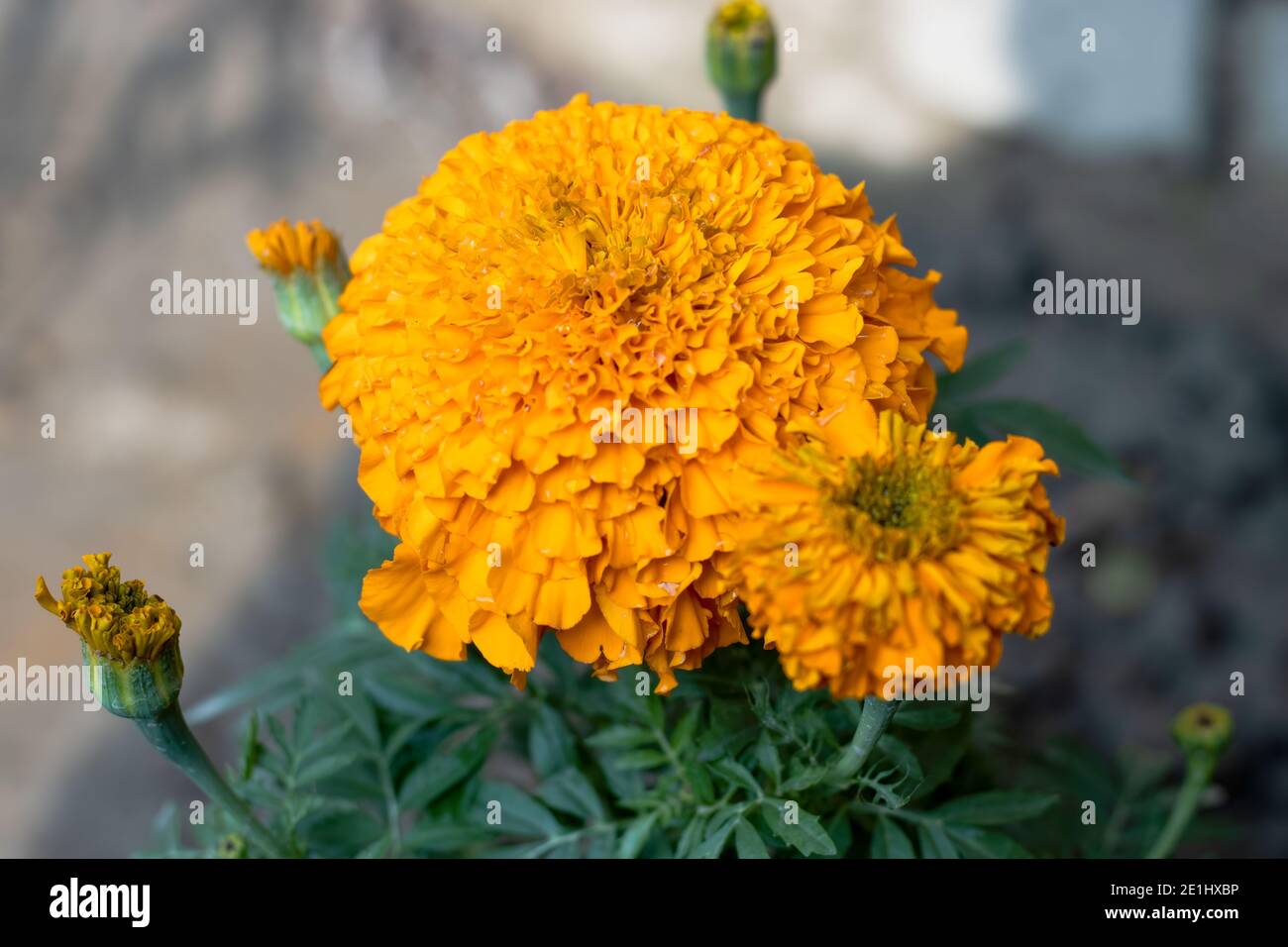 Bloomed orange marigold flowers with green leaves and buds Stock Photo ...
