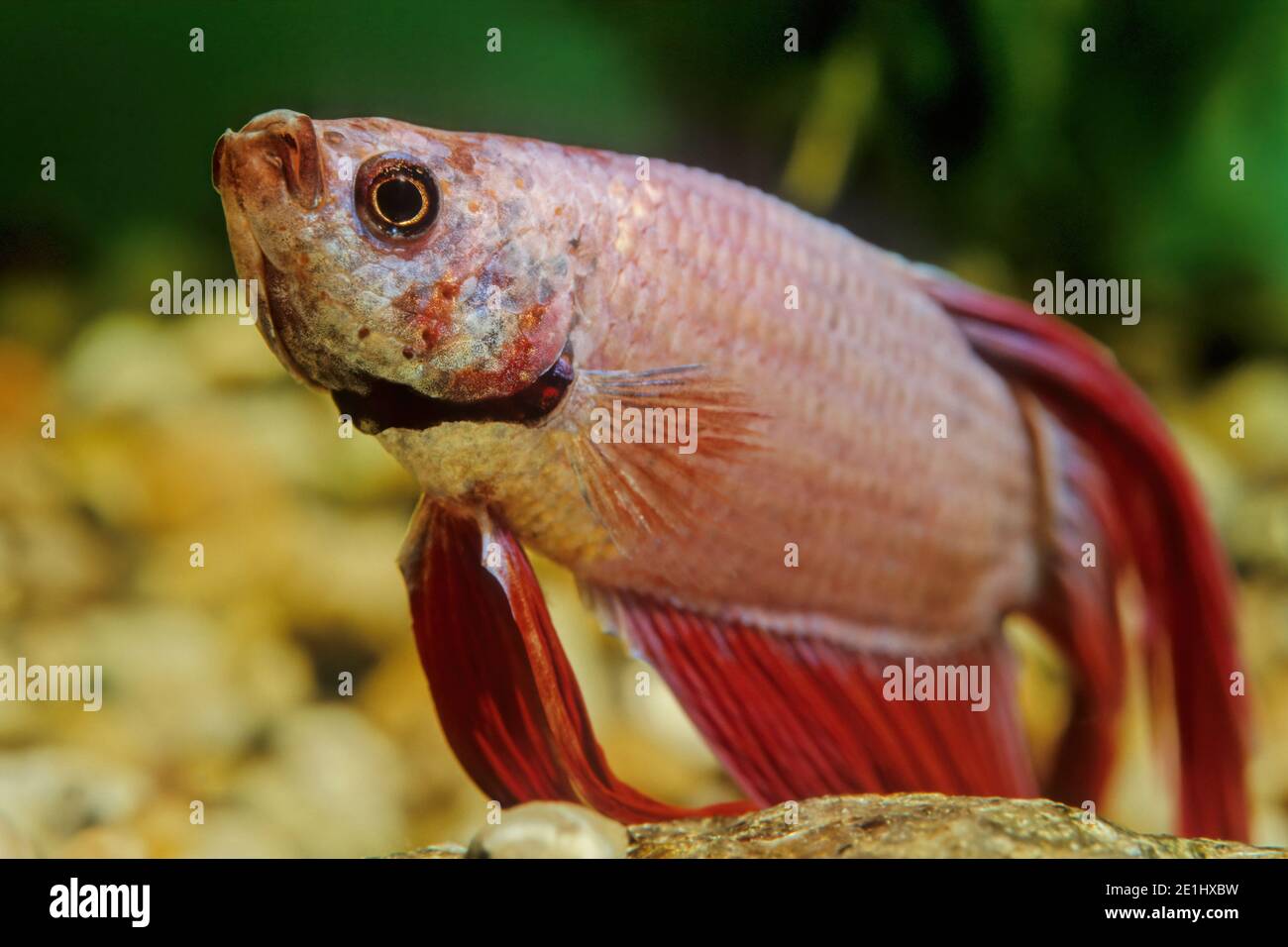 The Siamese fighting fish (Betta splendens), also known as the betta ...