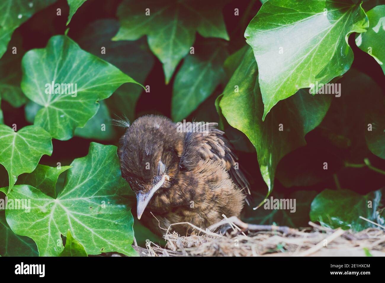 Blackbird sleeping hi-res stock photography and images - Alamy
