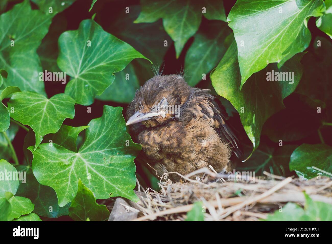 Blackbird sleeping hi-res stock photography and images - Alamy