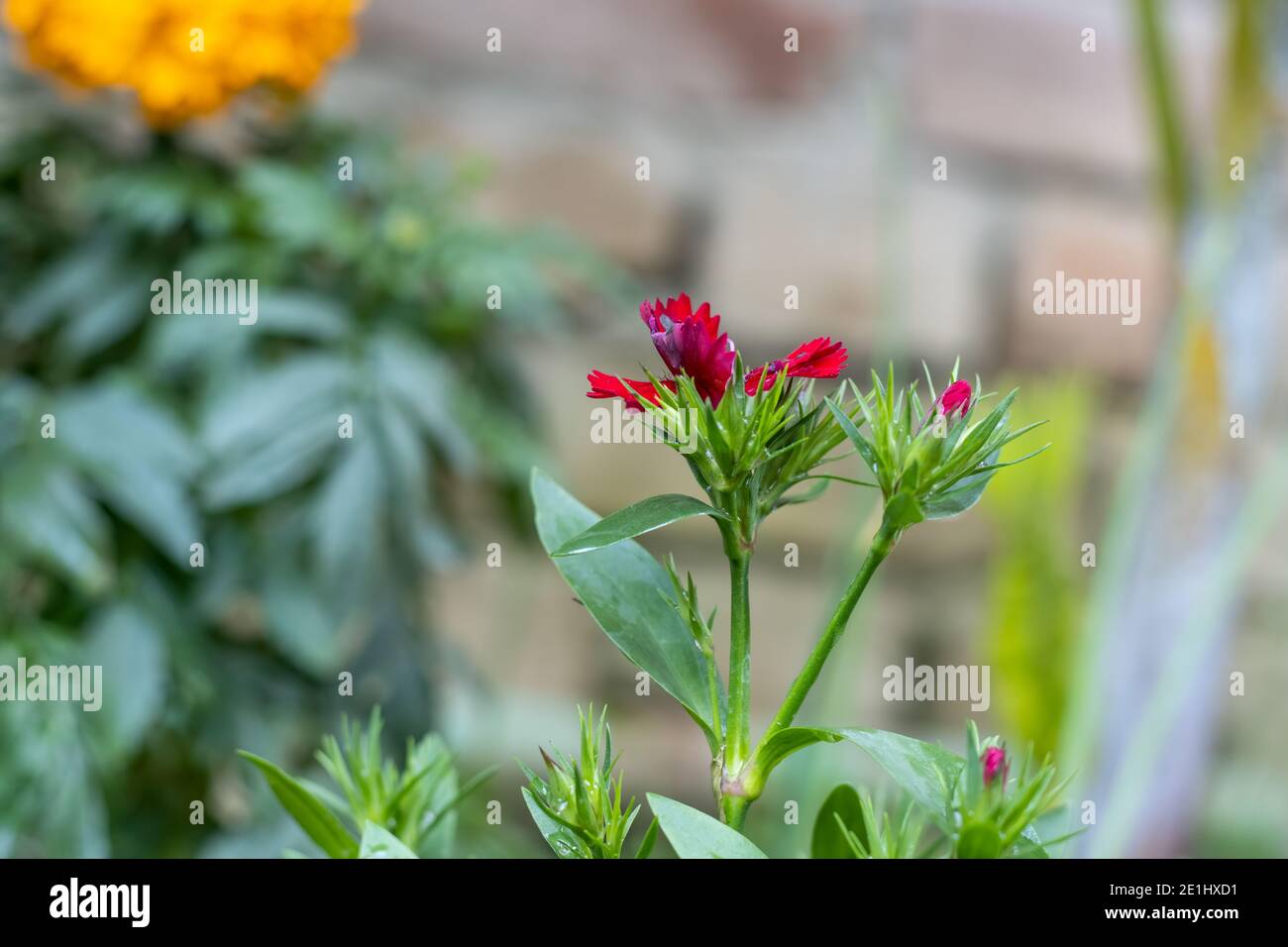 Chinese pink dianthus chinensis hi-res stock photography and images - Alamy