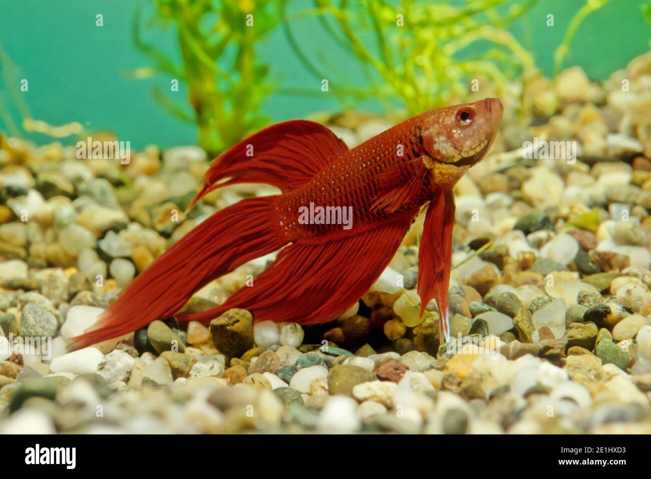 The Siamese fighting fish (Betta splendens), also known as the betta ...
