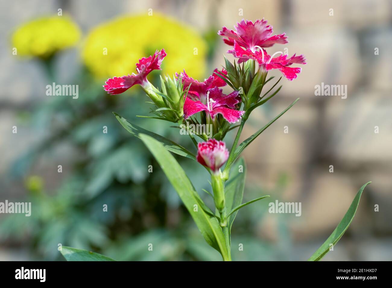 Dianthus Chinensis Leaves