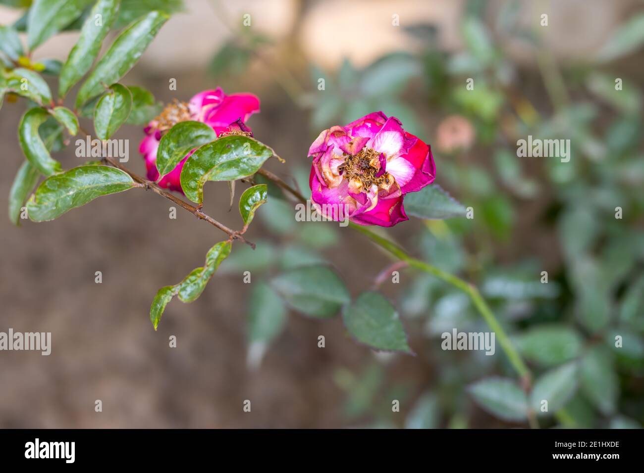Drying red rose in the home garden Stock Photo - Alamy