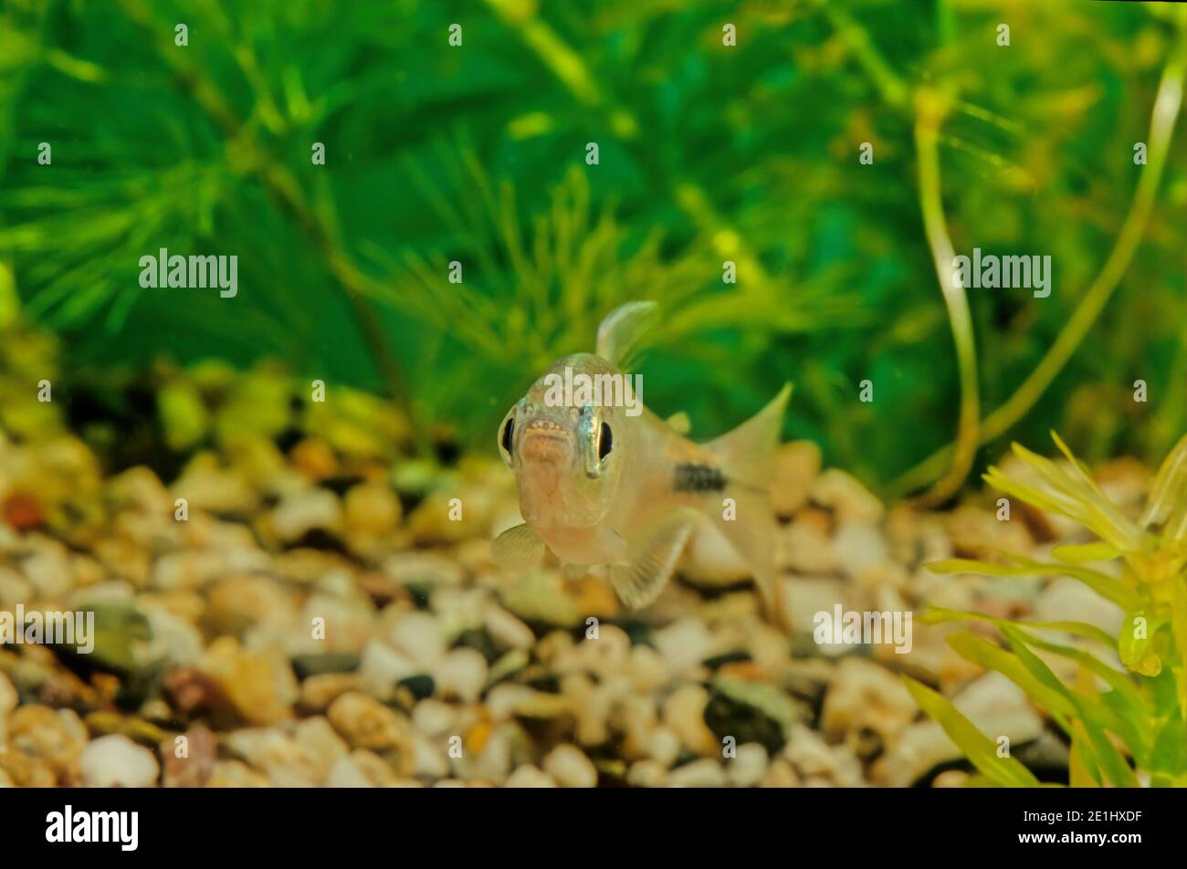 Long fin tetra hi-res stock photography and images - Alamy