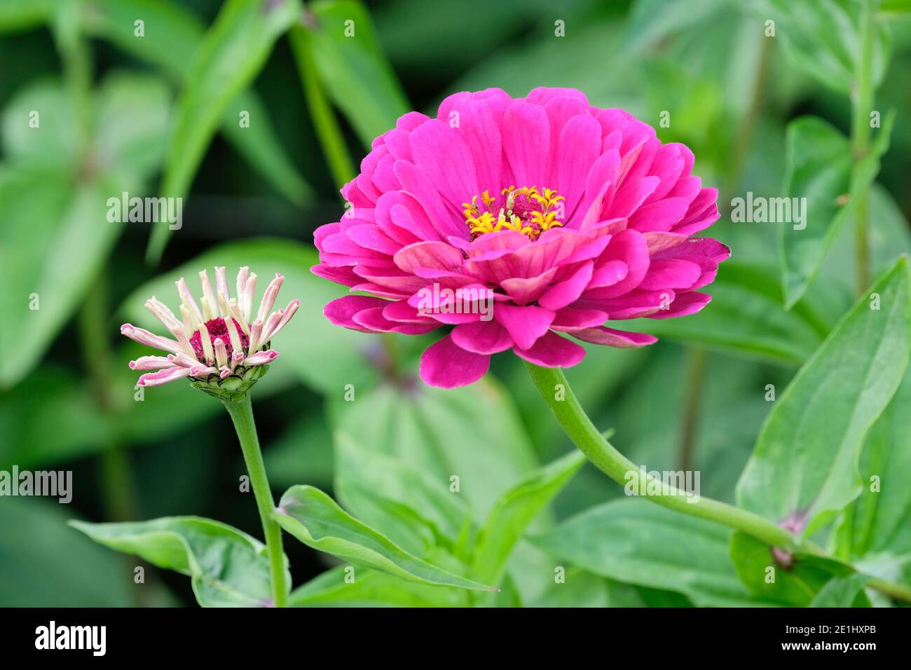 Rich pink flower of Zinnia elegans 'Purple Prince'. Zinnia 'Purple ...