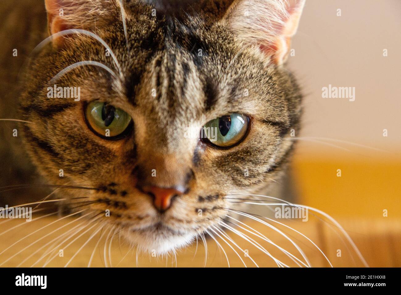 Stare cat hi-res stock photography and images - Alamy