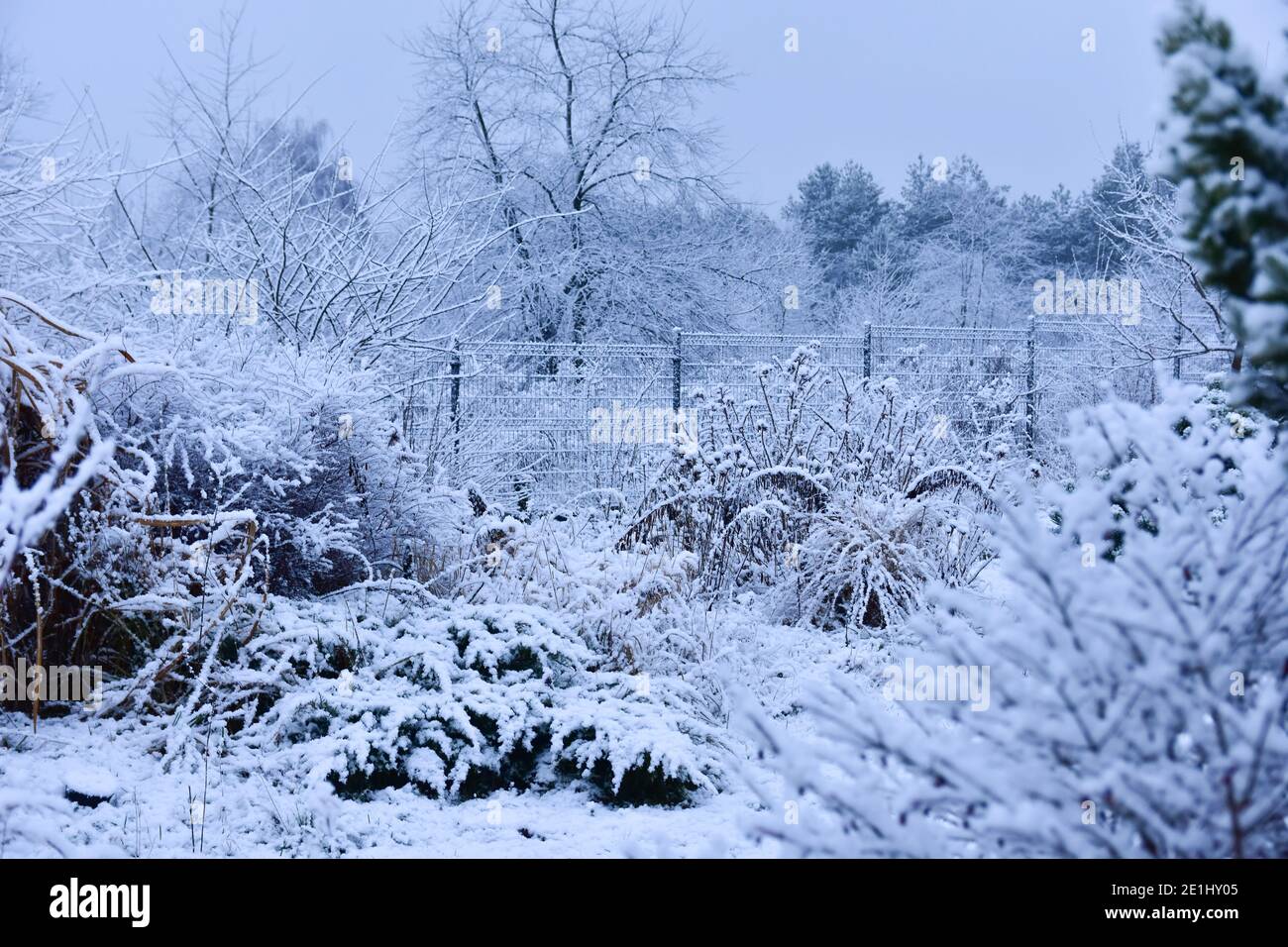 Natural garden covered with snow on a cold January morning, white ...