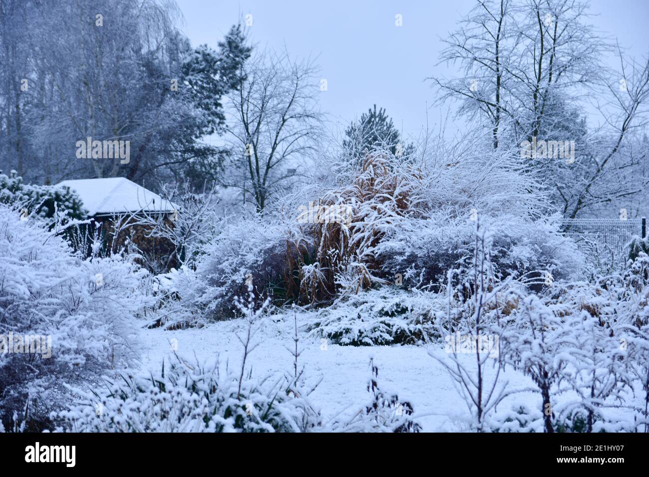Natural garden covered with snow on a cold January morning, white ...